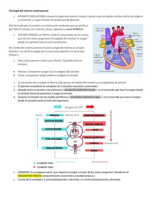 Fisiología del sistema cardiovascular | Navi | uDocz