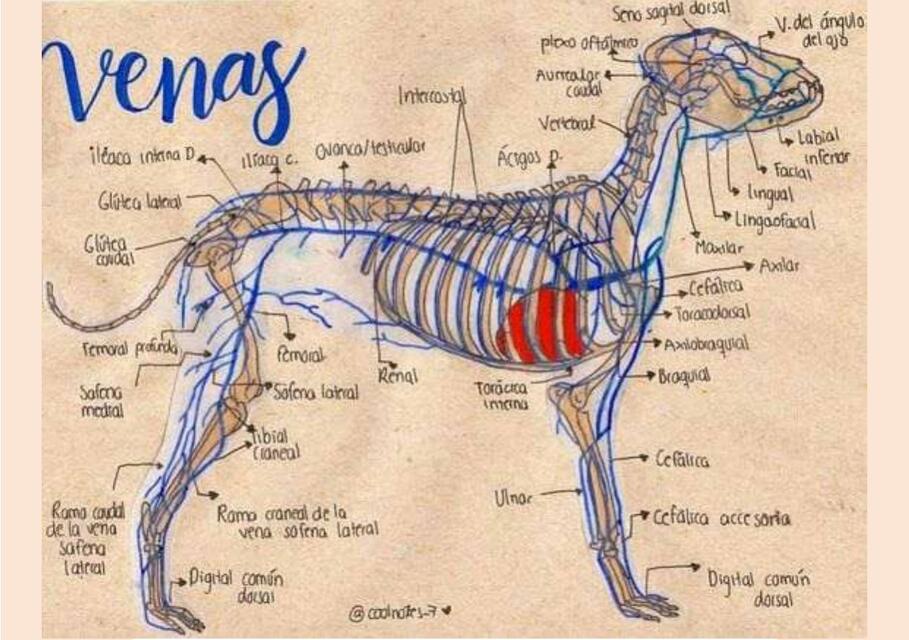 Venas en el perro | fraii | uDocz