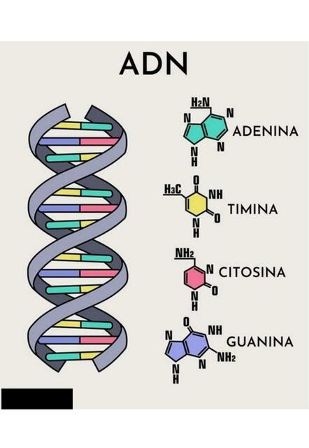Bases del ADN | fraii | uDocz