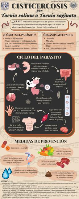 Cisticercosis por Taenia Solium o Taenia Saginata | Rose Herrera | uDocz