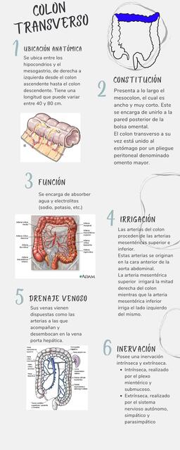 Infografía cólon transverso | Karla Escartin | uDocz