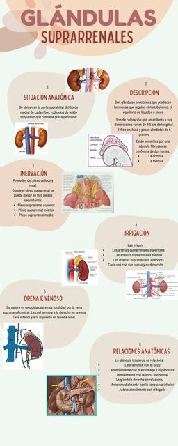 Infografía glándulas suprarrenales | Karla Escartin | uDocz