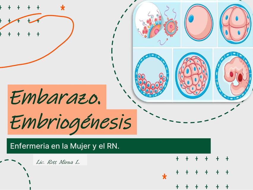 Embarazo. Embriogenesis | marisol gomez | uDocz