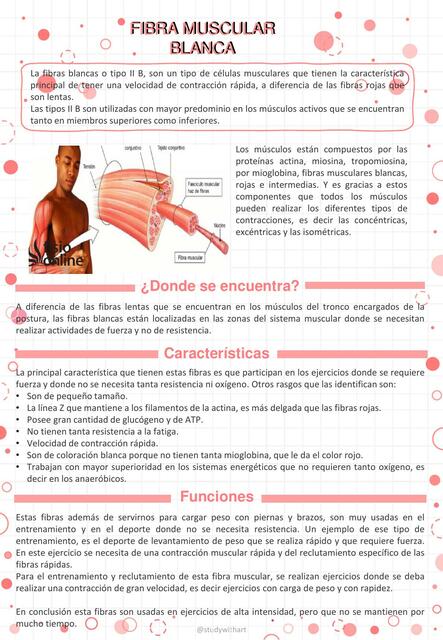 Celula muscular blanca | Sofia Cárdenas | uDocz