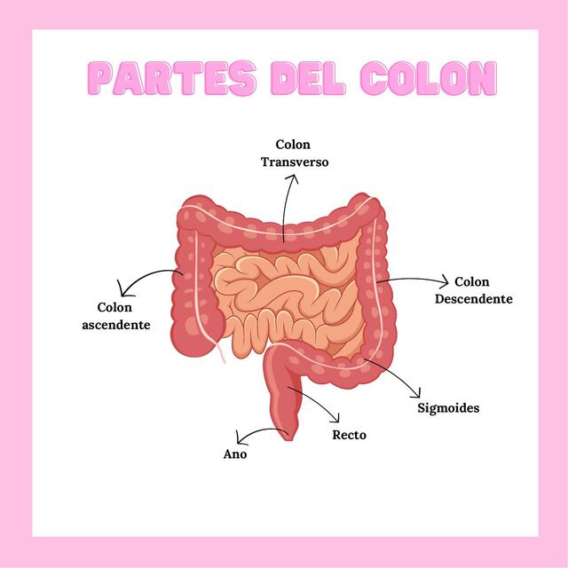 Partes del colon | Tens IQ | uDocz