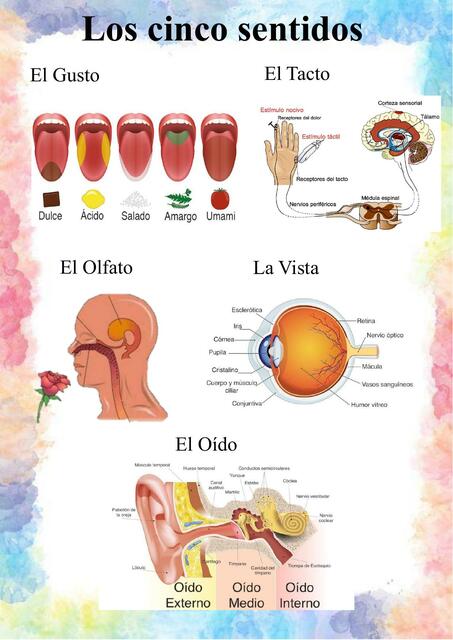 los 5 sentidos | Gabriel Flores | uDocz