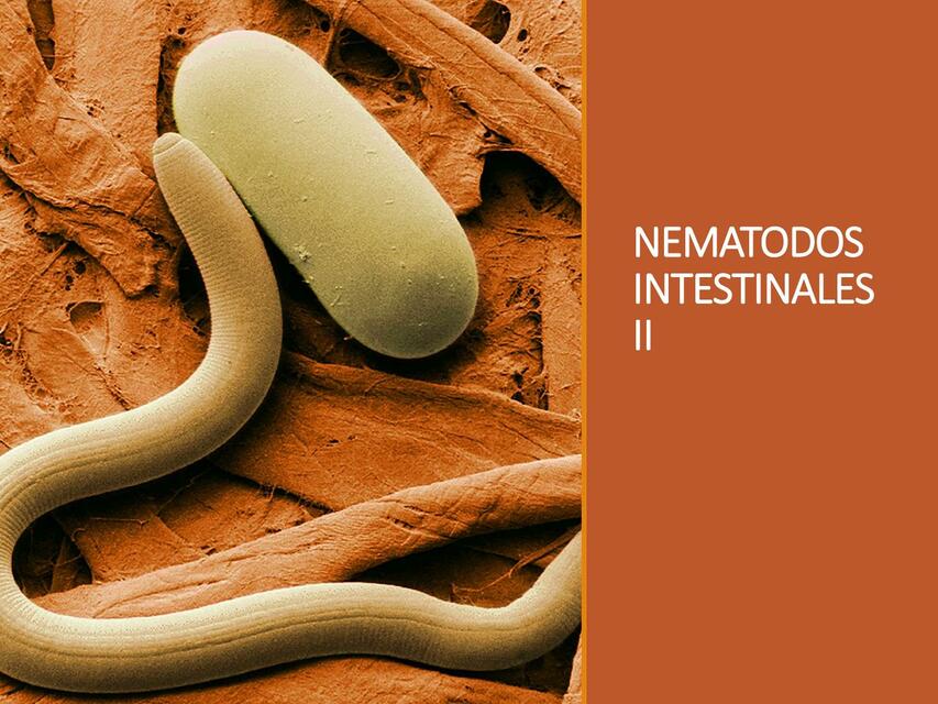 Nematodos intestinales II | Felisa Ivania Gomez Garcia | uDocz