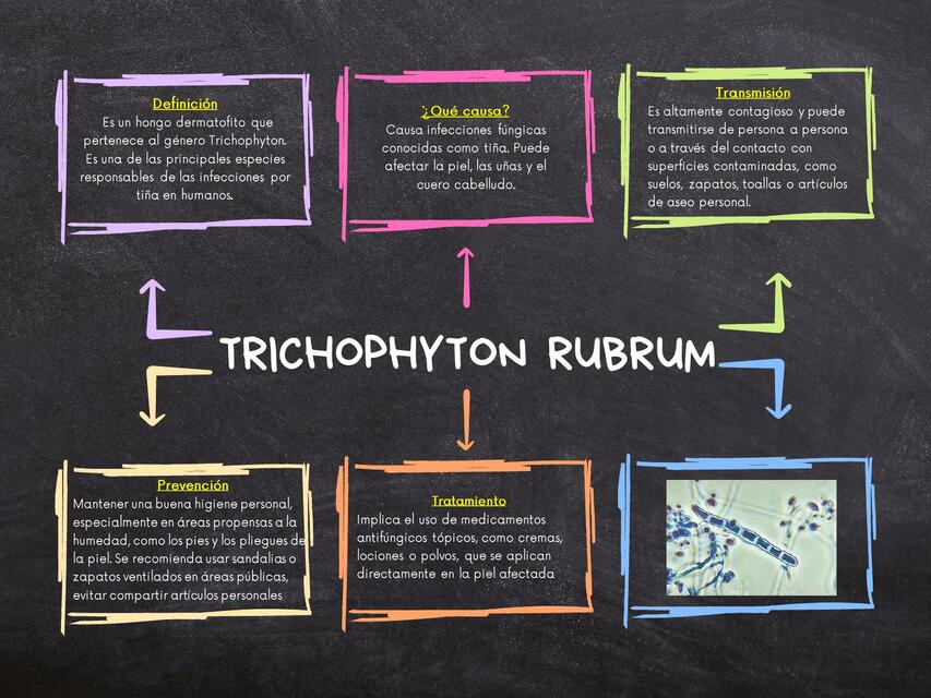 TRICHOPHYTON RUBRUM | Full ciencia | uDocz