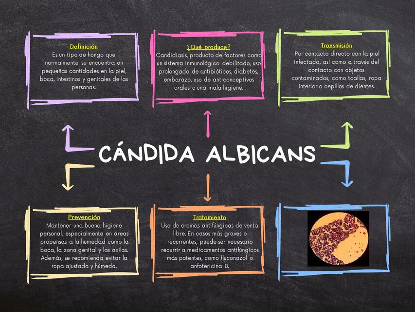 CÁNDIDA ALBICANS | Full ciencia | uDocz