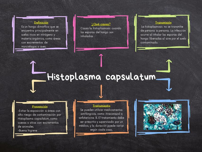 Histoplasma capsulatum | Full ciencia | uDocz