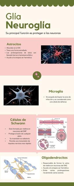 Glia Neuroglía | Dalía Serna | uDocz