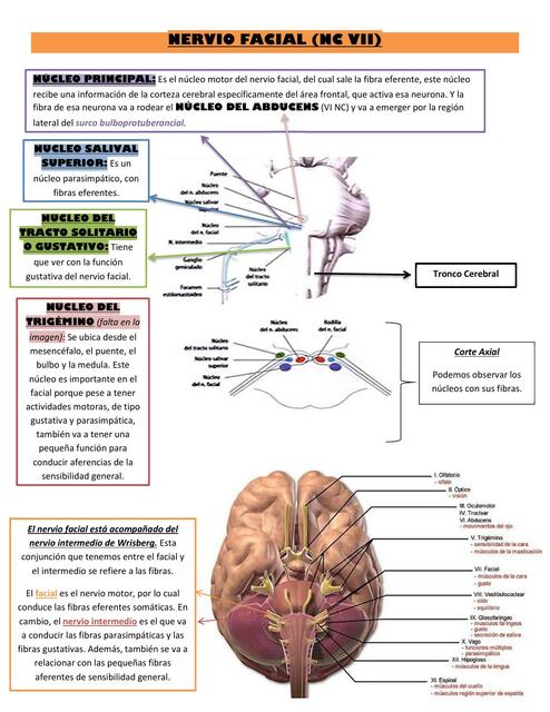 Nervio Facial | Dra. Licenciada | uDocz