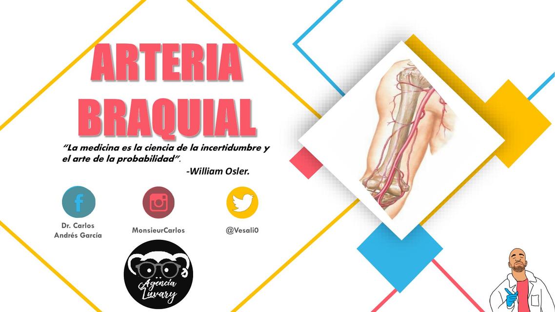 Anatomía - Arteria Braquial o Humeral por Carlos Andrés García | Dr ...