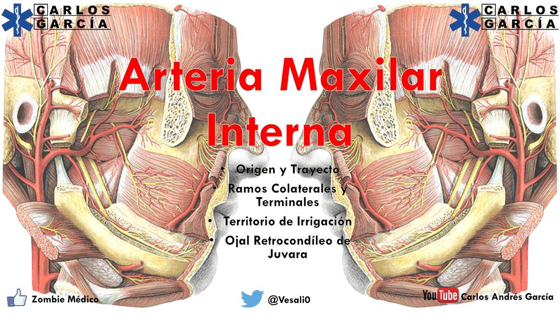 Anatomía - Arteria Maxilar Interna por Carlos Andrés García | Dr. Carlos Andrés García | uDocz