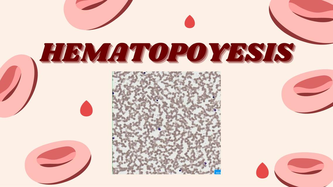 Hematopoyesis | Estrella Fracchia Valdivia | uDocz