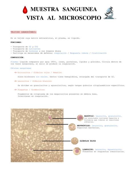 SANGRE AL MICROSCOPIO | Apuntesmed.lu | uDocz