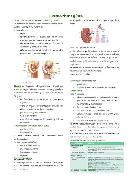 Sistema Urinario y Renal | Gaby GARCIA SALAS ZAMORA | uDocz