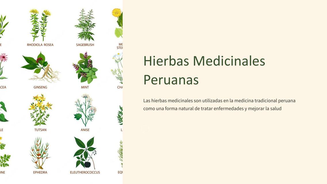 Hierbas Medicinales Peruanas | rubi flor | uDocz