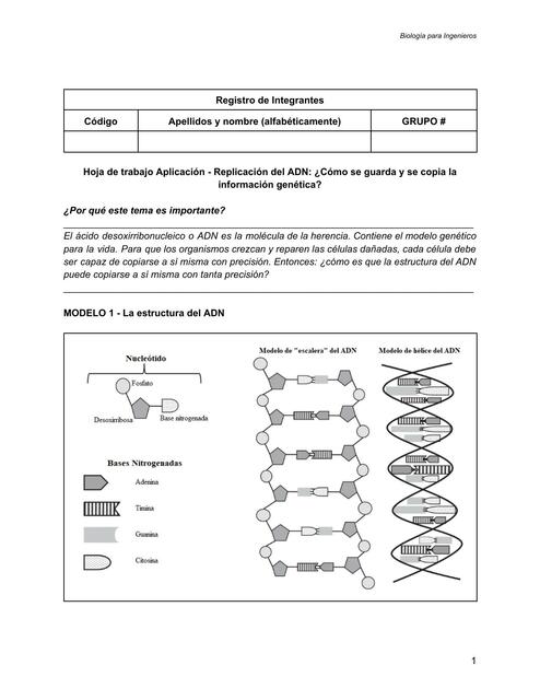 Replicación del ADN | Angie Gabriela Hurtado Mayhua | uDocz