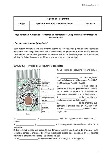 Sistema de Membranas | Angie Gabriela Hurtado Mayhua | uDocz
