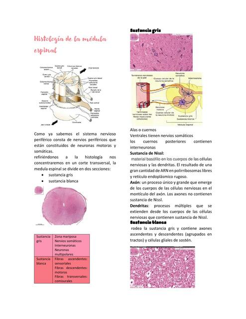 Histologia de la médula ósea y sistema somatico | Montserrat Hernández | uDocz