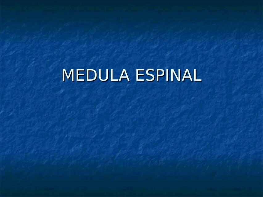 Médula espinal | Parcero | uDocz