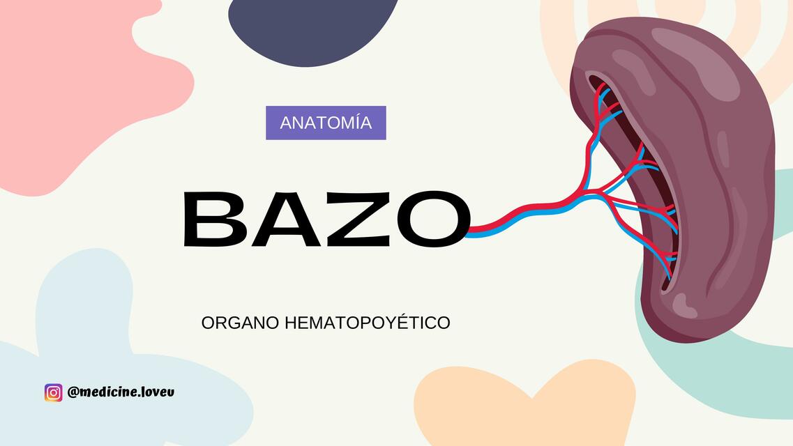 Anatomía del bazo | Sandra Elizabeth Ballena Custodio | uDocz