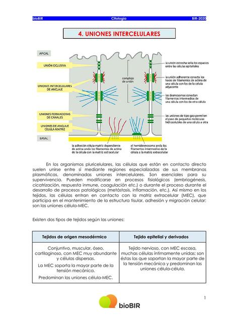 Uniones intercelulares | EC | uDocz