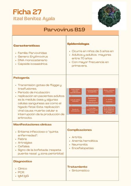 Parvovirus B19 | Itzel Benitez Ayala | uDocz