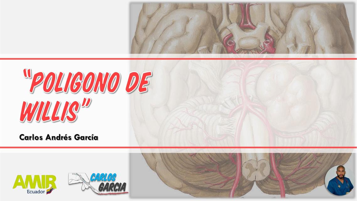 Resúmenes de Polígono de Willis | Descarga apuntes de Polígono de Willis
