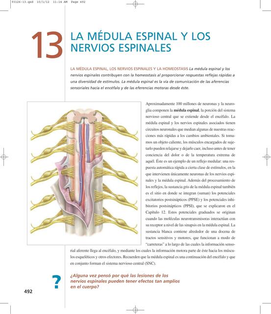 La Médula Espinal y los 13 Nervios Esp | Enfermería | uDocz