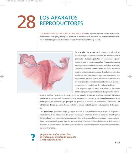 Los aparatos Reproductores | Enfermería | uDocz