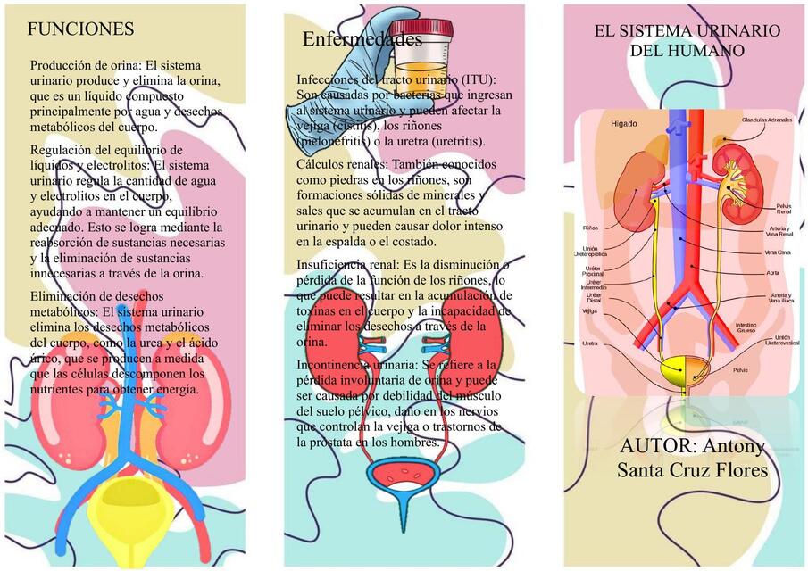 El sistema urinario | Gabriel Flores | uDocz