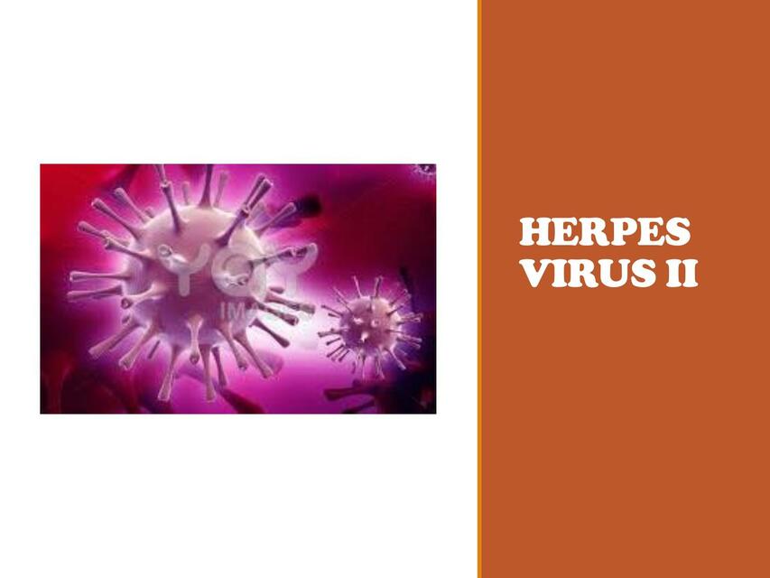 Herpes Virus II | Felisa Ivania Gomez Garcia | uDocz