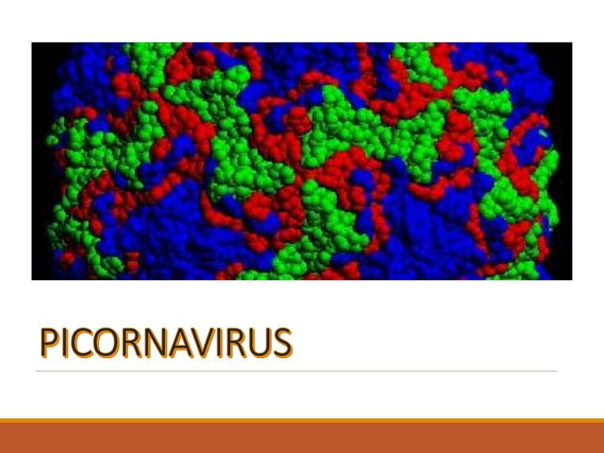 Picornavirus | Felisa Ivania Gomez Garcia | uDocz