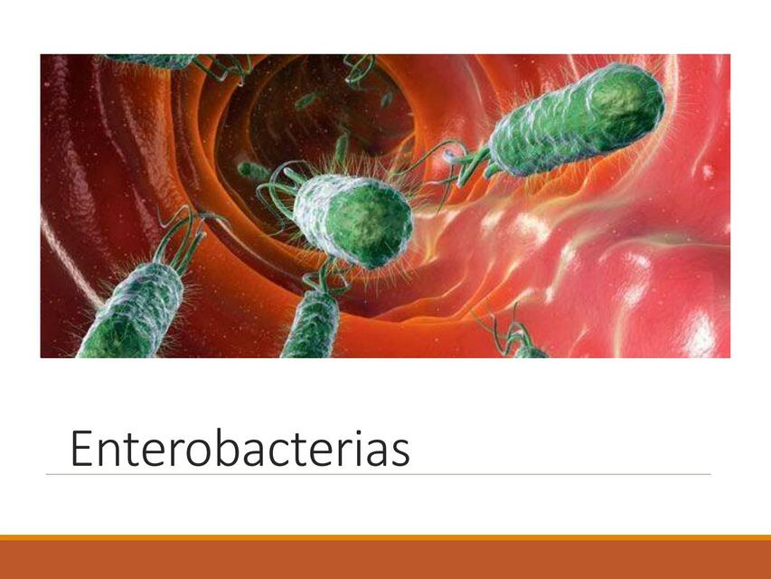 Enterobacterias | Felisa Ivania Gomez Garcia | uDocz