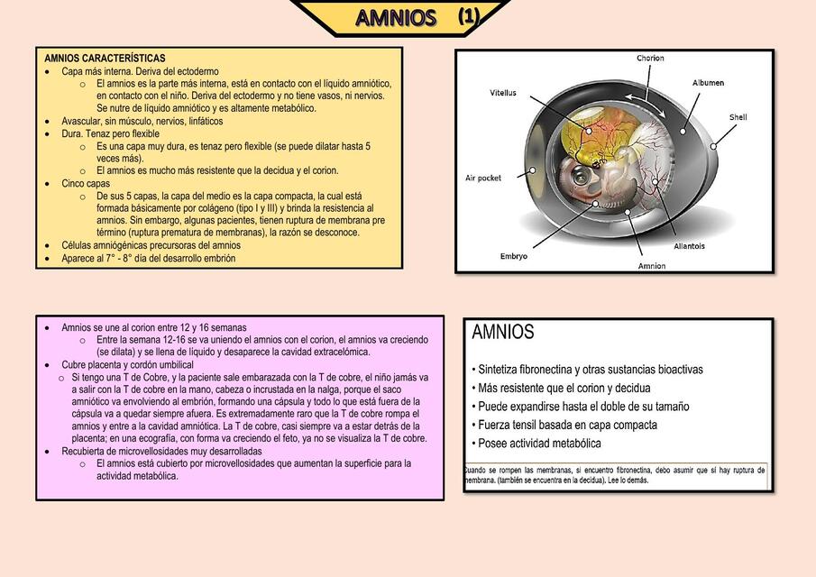 Amnios | Mishelle Chavez | uDocz