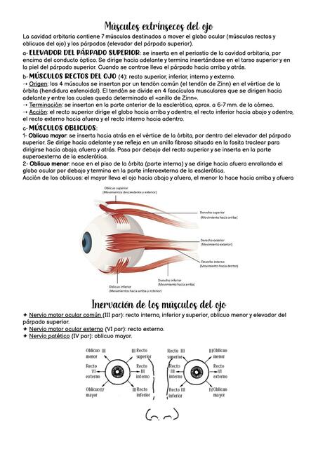 Músculos del ojo | medgram.unr | uDocz