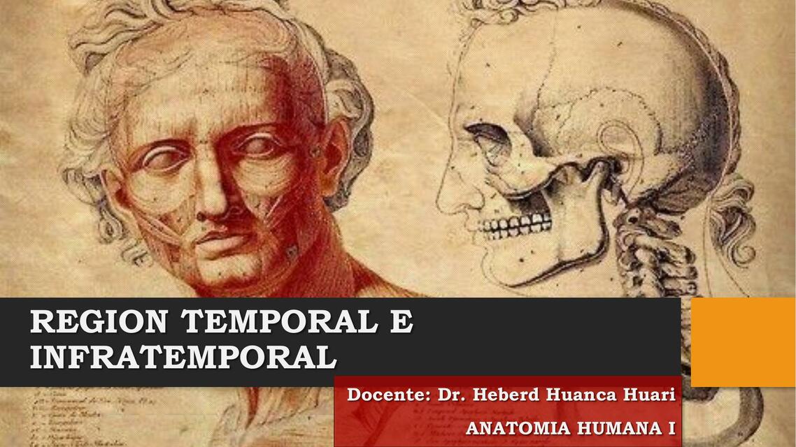 Cabeza Region temporal e infratemporal | Paola Narvaez | uDocz