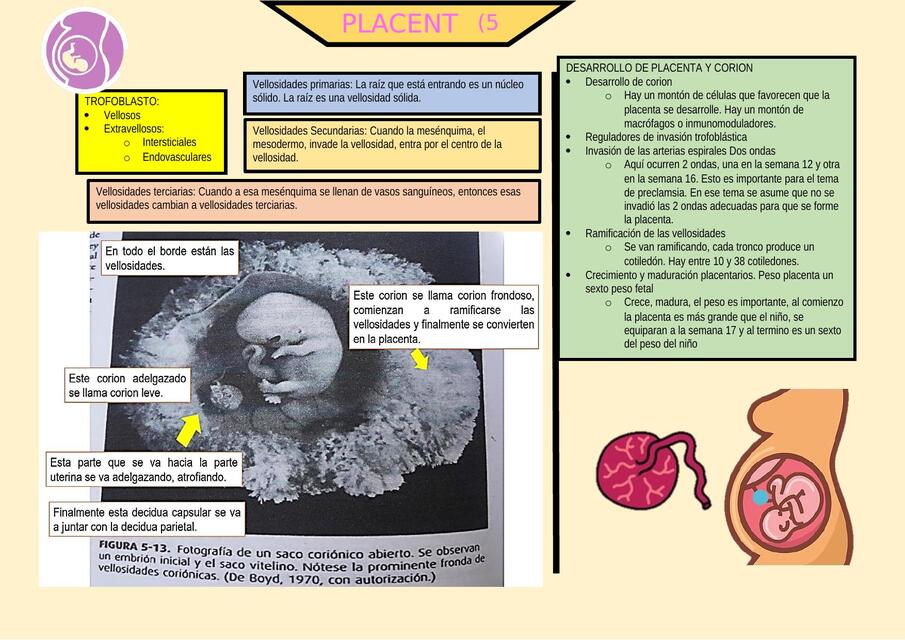 Placenta Mishelle Chavez Udocz