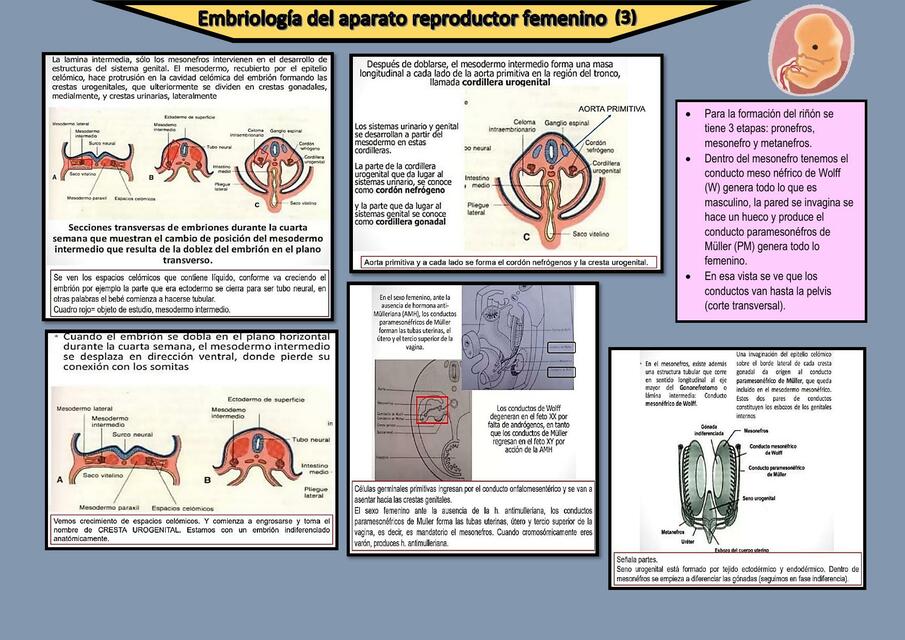 Embriología del Aparato Reproductor Femenino | Mishelle Chavez | uDocz