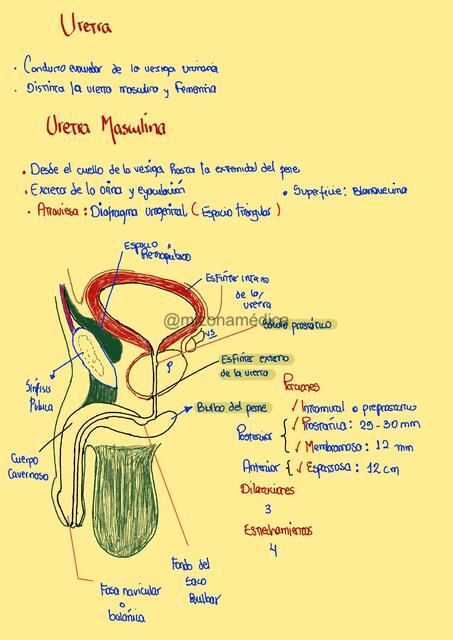 ANATOMÍA DE LA URETRA MASCULINA Y ⚢FEMENINA | Mizonamédica | uDocz
