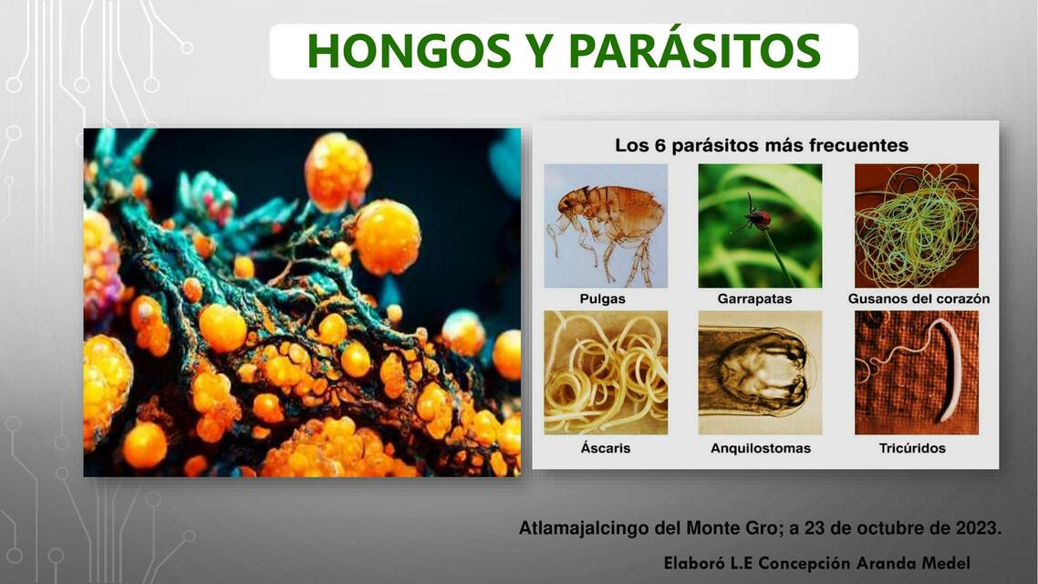 HONGOS Y PARÁSITOS GRUPO 302 | Irving Cisneros | uDocz