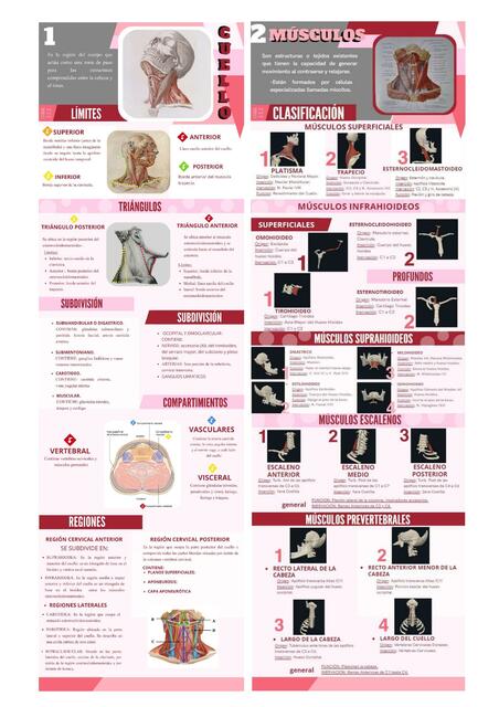 Anatomía de cuello | uDocz