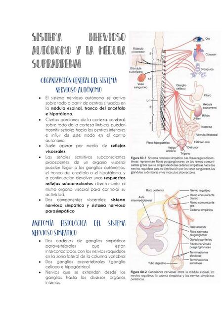 Sistema nervioso autónomo y la médula suprarrenal | Moore Guyton | uDocz