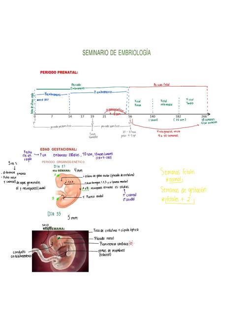 REPASON DE EMBRIO | Valeria Hernández | uDocz