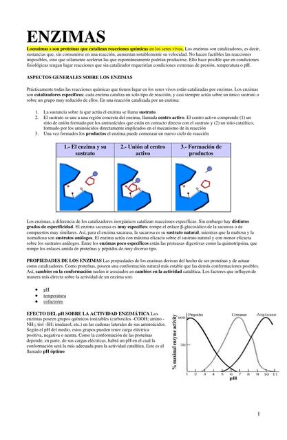 Enzimas | Mi Svro | uDocz