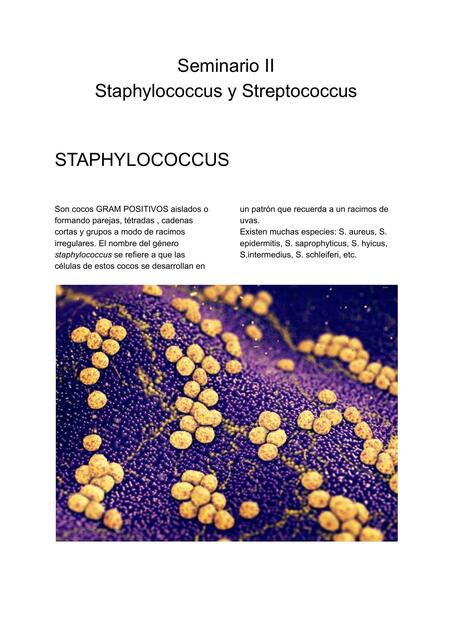 SEMINARIO 2 Staphylococcus y streptococcus | Sofia Di Giovanni | uDocz