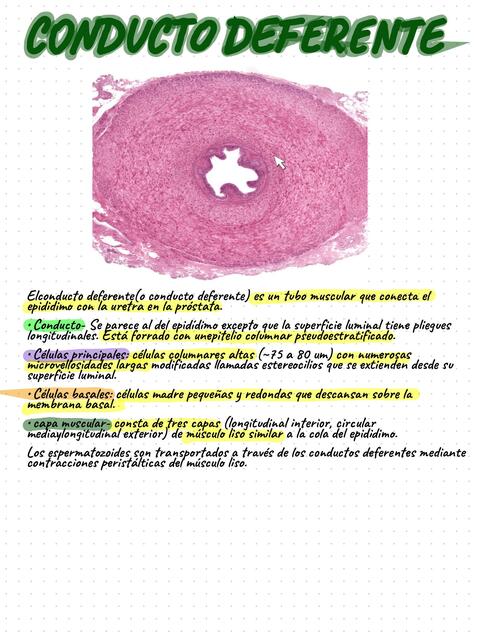 Conducto deferente | Ivana Denisse Justiniano | uDocz