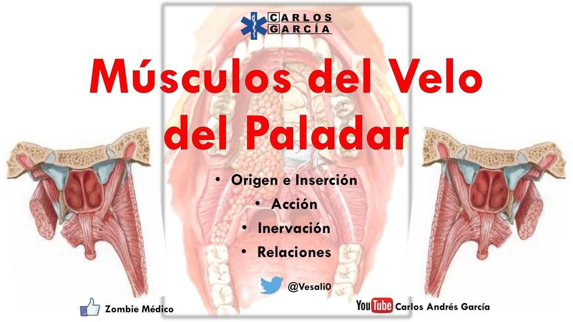 Anatomía - Músculos del Velo del Paladar por Carlos Andrés García | Dr ...